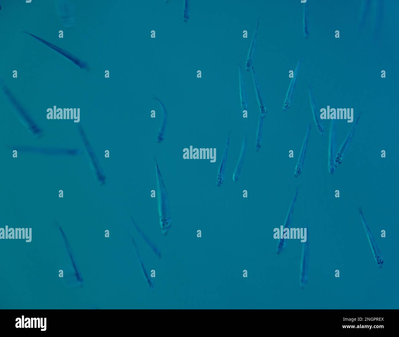 A shoal of small fish in deep blue water, top view, image taken from ...