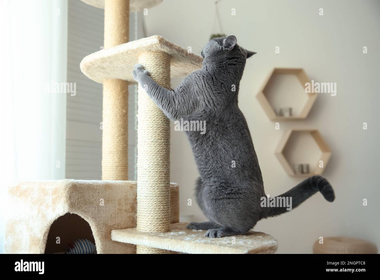 Cute pet sharpening claws on cat tree at home Stock Photo - Alamy