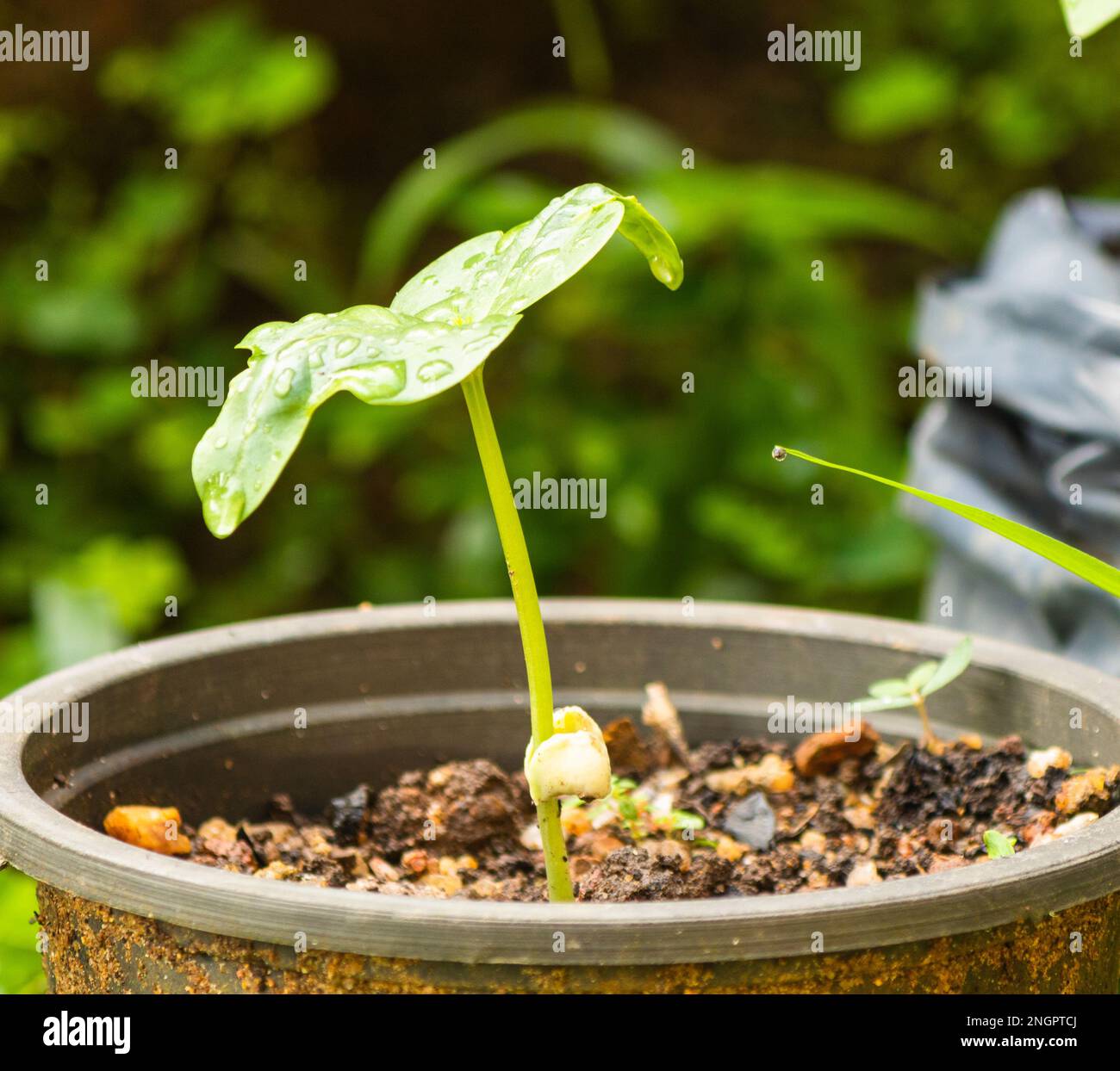 The asparagus bean (Vigna unguiculata subsp. sesquipedalis) is a legume ...
