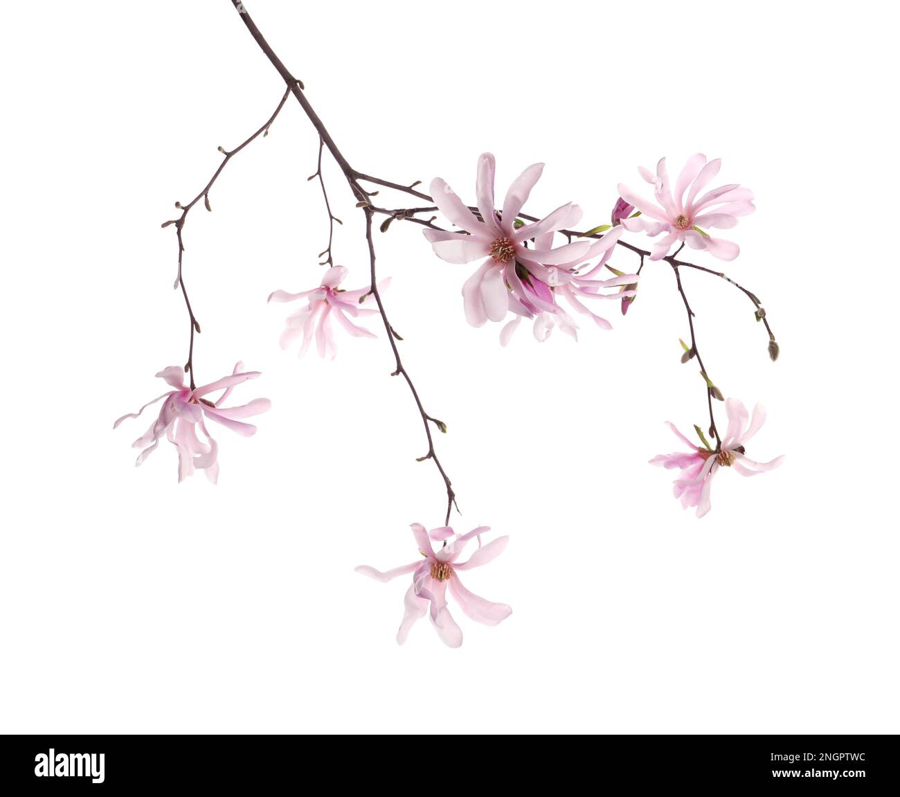 Magnolia tree branch with beautiful flowers isolated on white Stock ...
