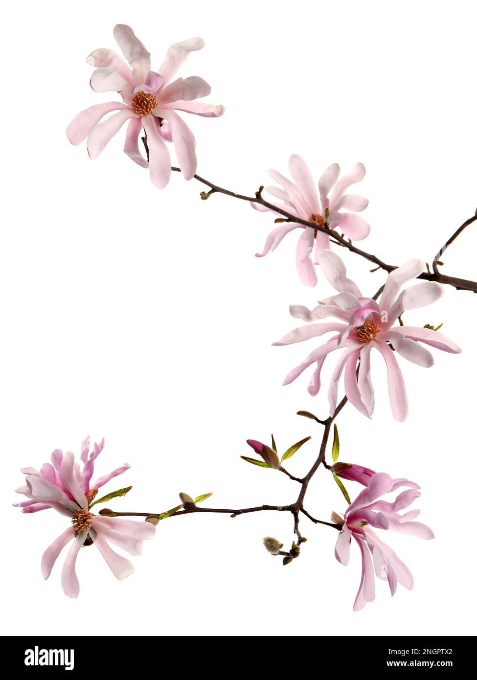 Magnolia tree branch with beautiful flowers isolated on white Stock ...
