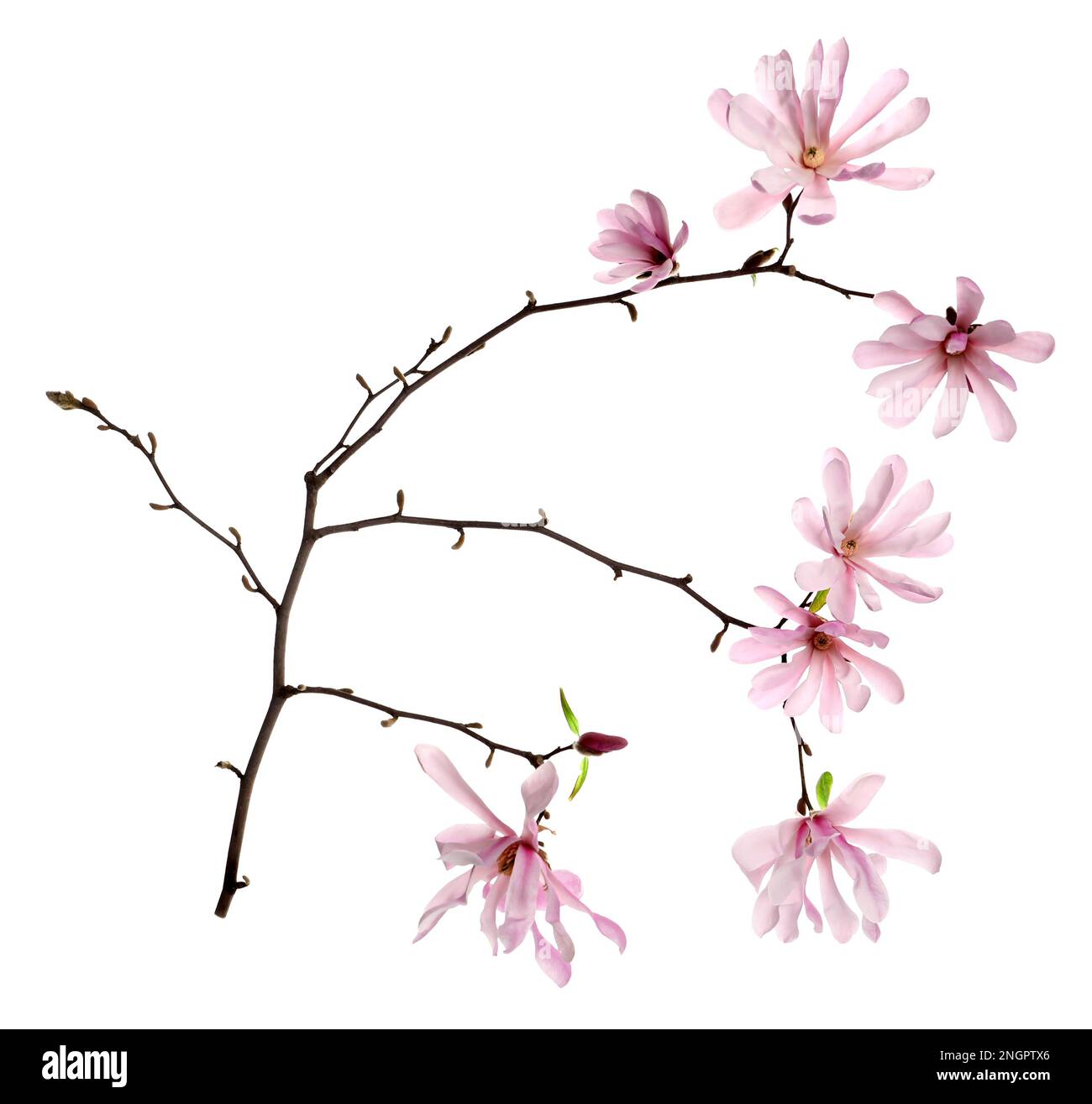 Magnolia tree branch with beautiful flowers isolated on white Stock ...