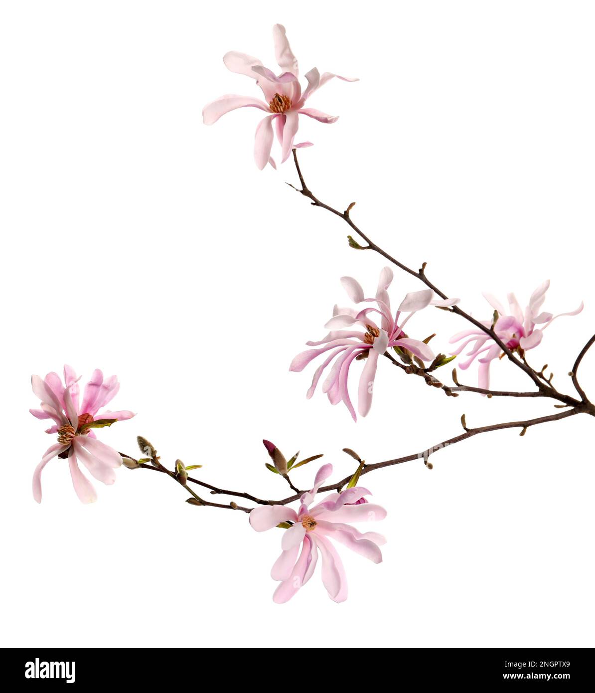 Magnolia tree branch with beautiful flowers isolated on white Stock ...