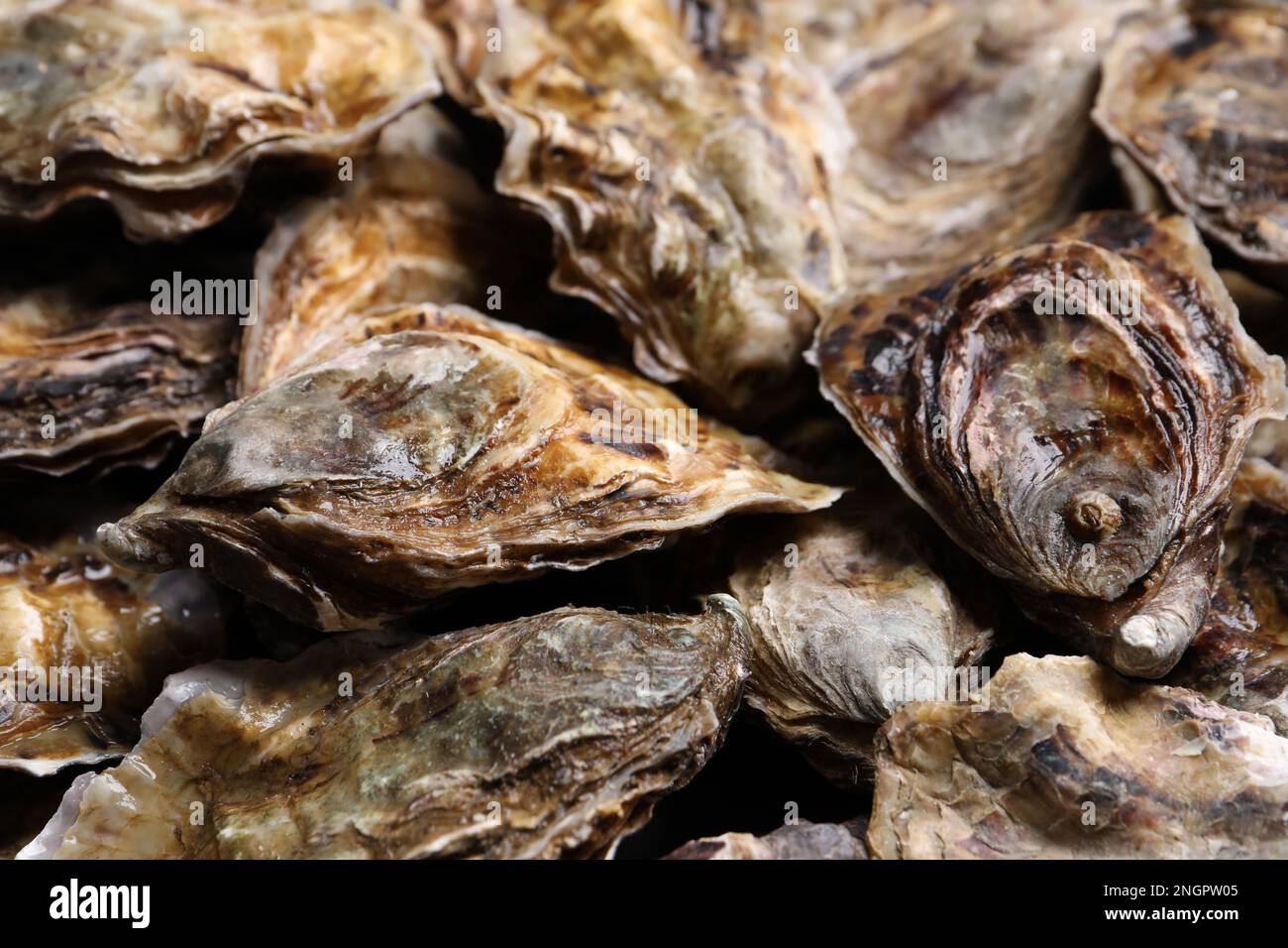 Fresh closed oysters as background, closeup view Stock Photo - Alamy