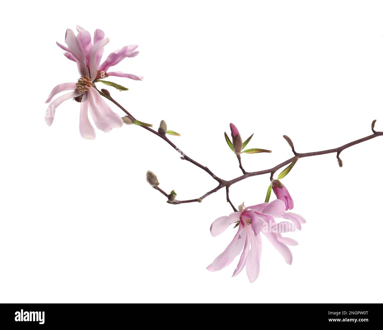 Magnolia tree branch with beautiful flowers isolated on white Stock ...