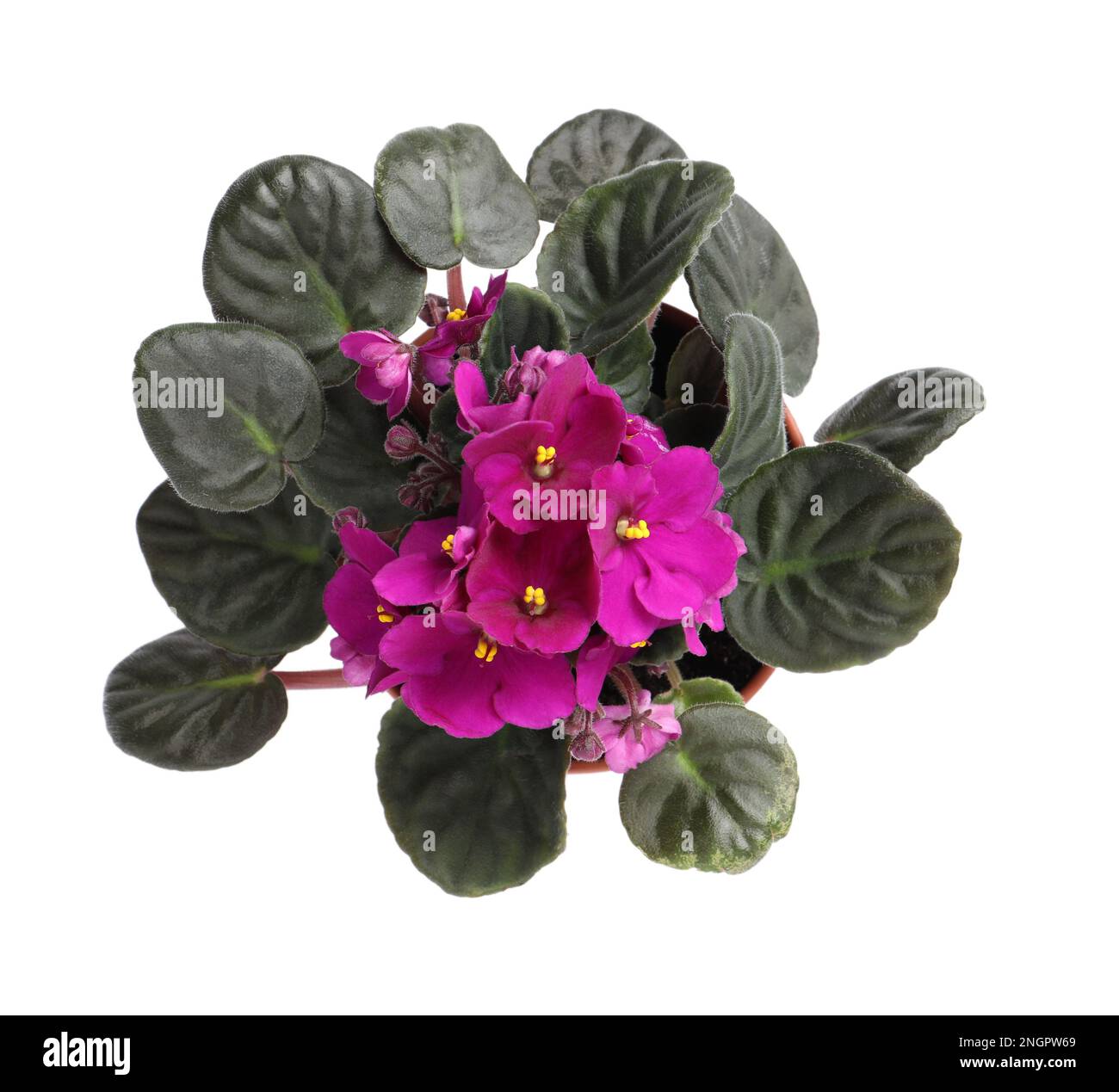 Beautiful violet flowers isolated on white, top view. Plant for house ...