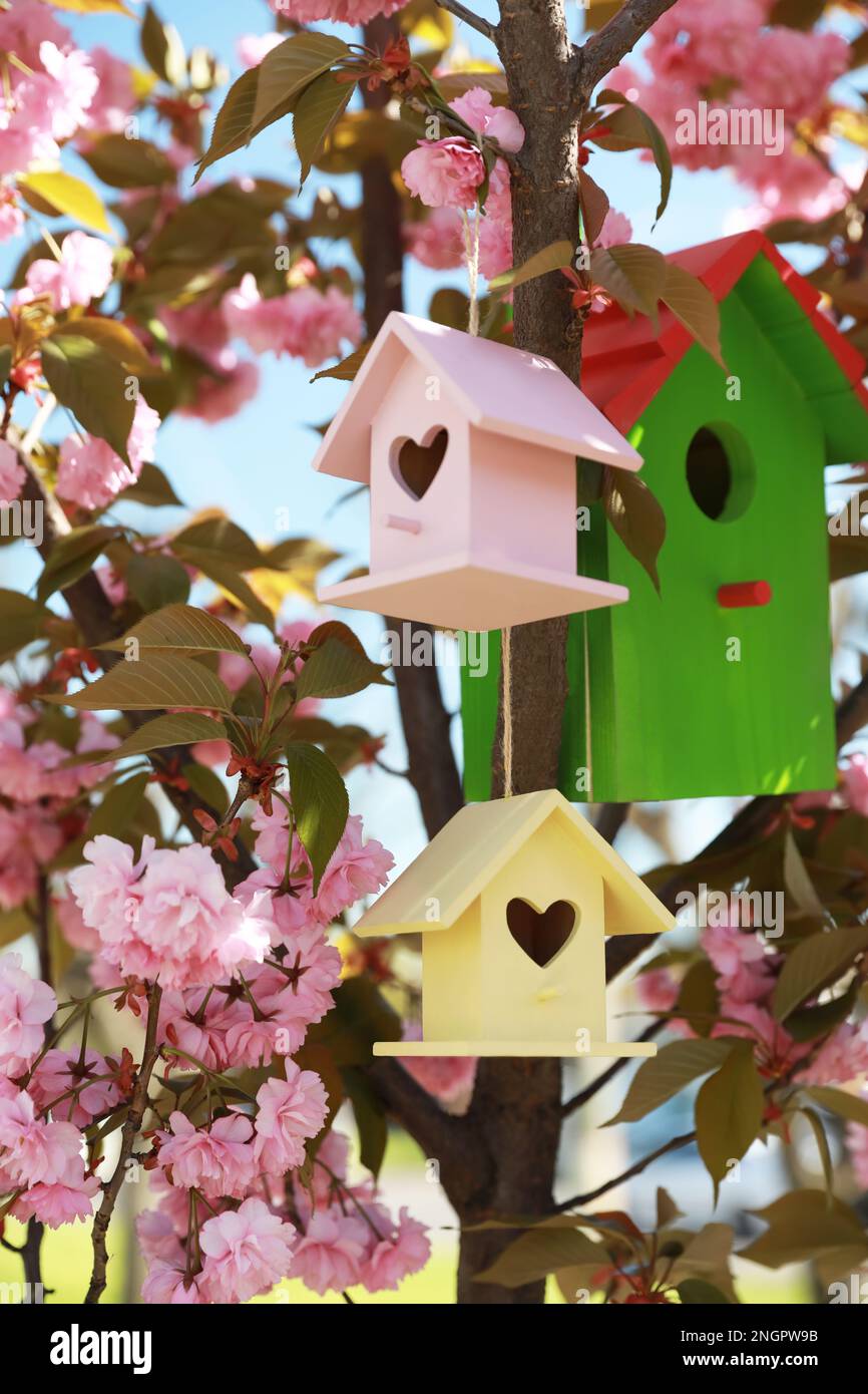 Different bird houses on tree branches outdoors Stock Photo - Alamy