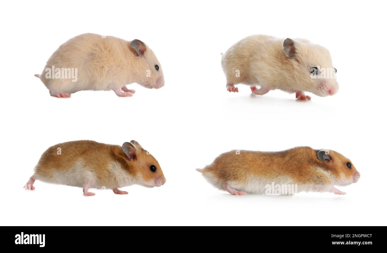 Set with cute funny hamsters on white background. Banner design Stock ...
