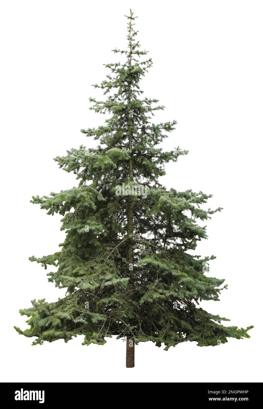 Beautiful evergreen fir tree on white background Stock Photo - Alamy
