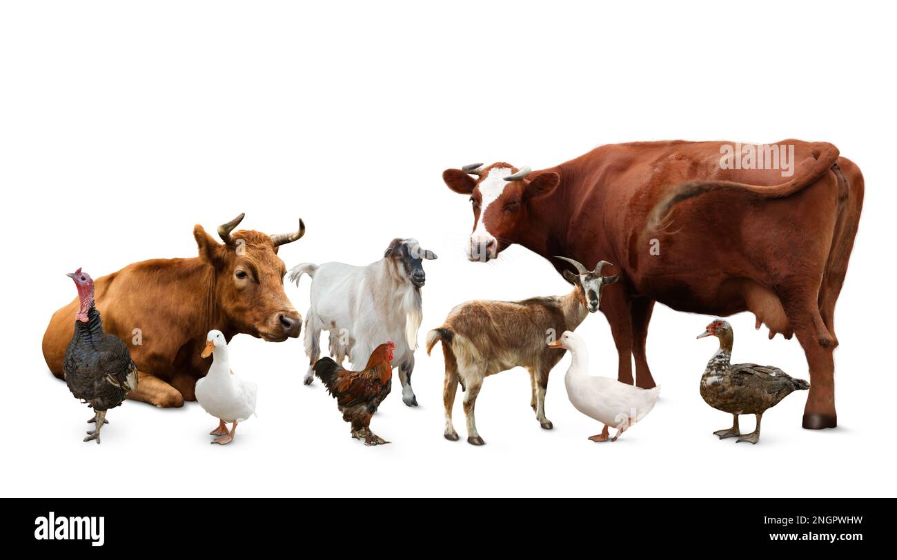 Group of different farm animals on white background Stock Photo - Alamy