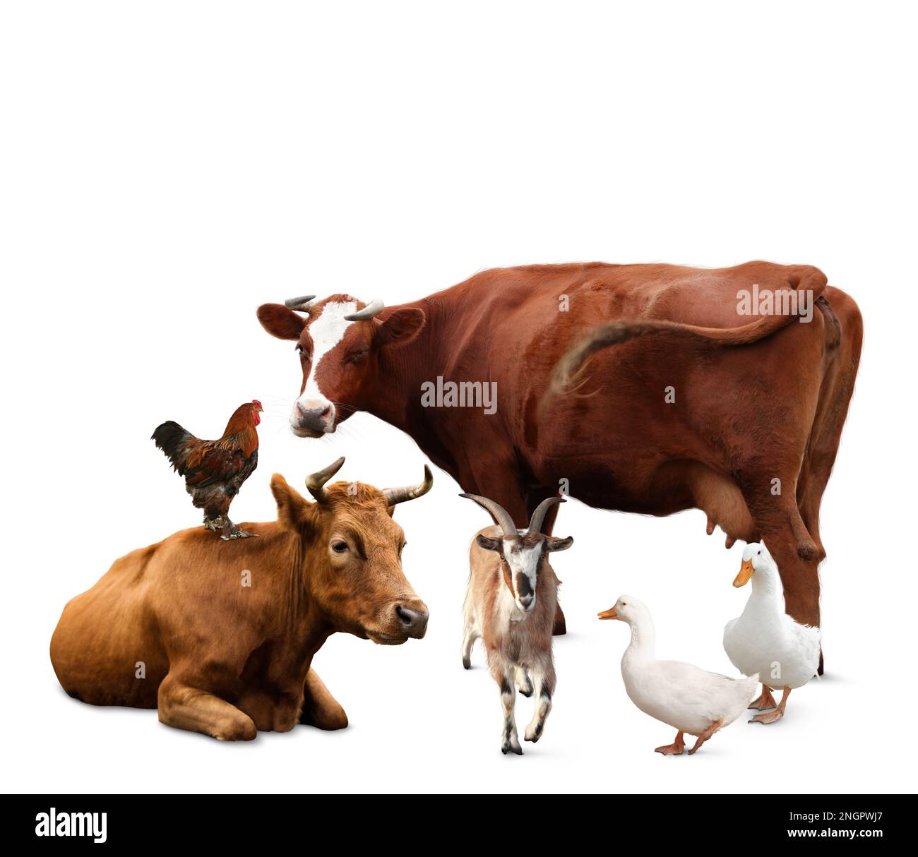 Group of different farm animals on white background Stock Photo - Alamy