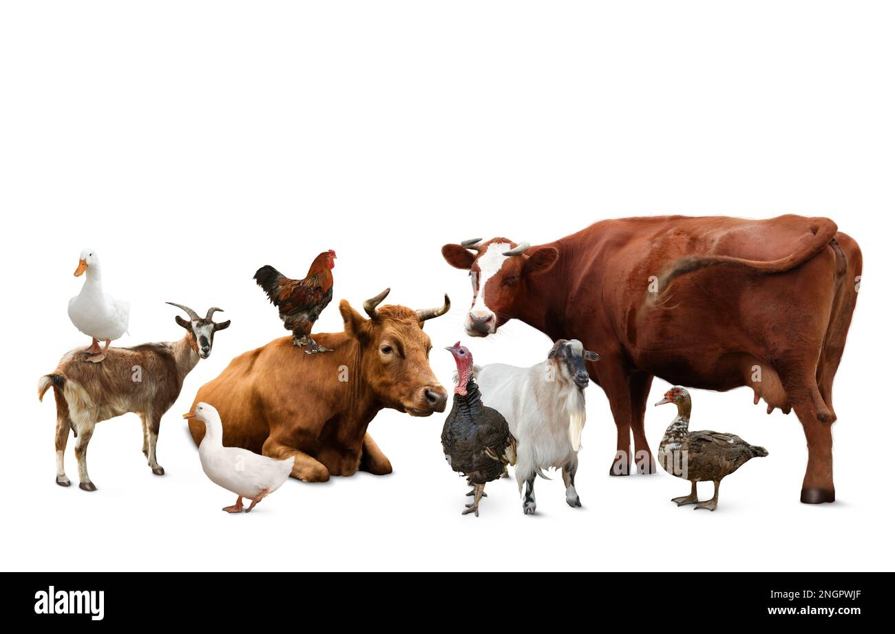 Group of different farm animals on white background Stock Photo - Alamy