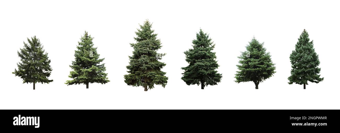 Beautiful evergreen fir trees on white background, collage. Banner ...