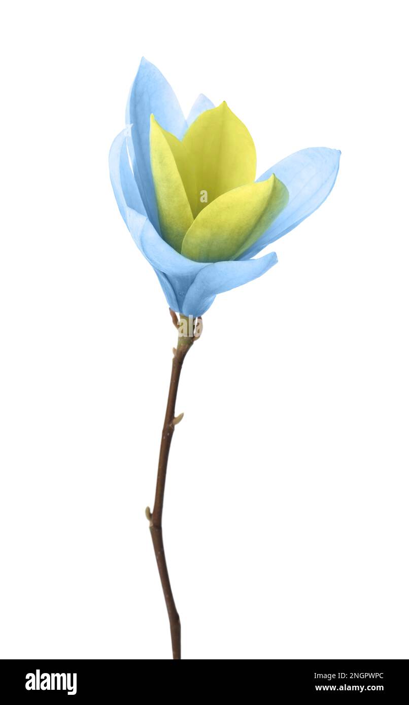 Beautiful delicate magnolia Blue Opal isolated on white Stock Photo - Alamy