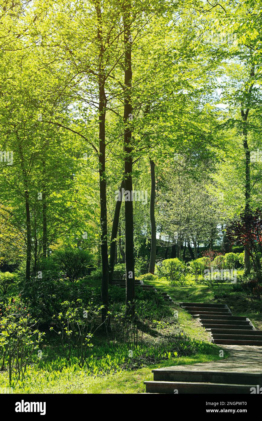 Picturesque view of beautiful park with fresh green grass and trees ...