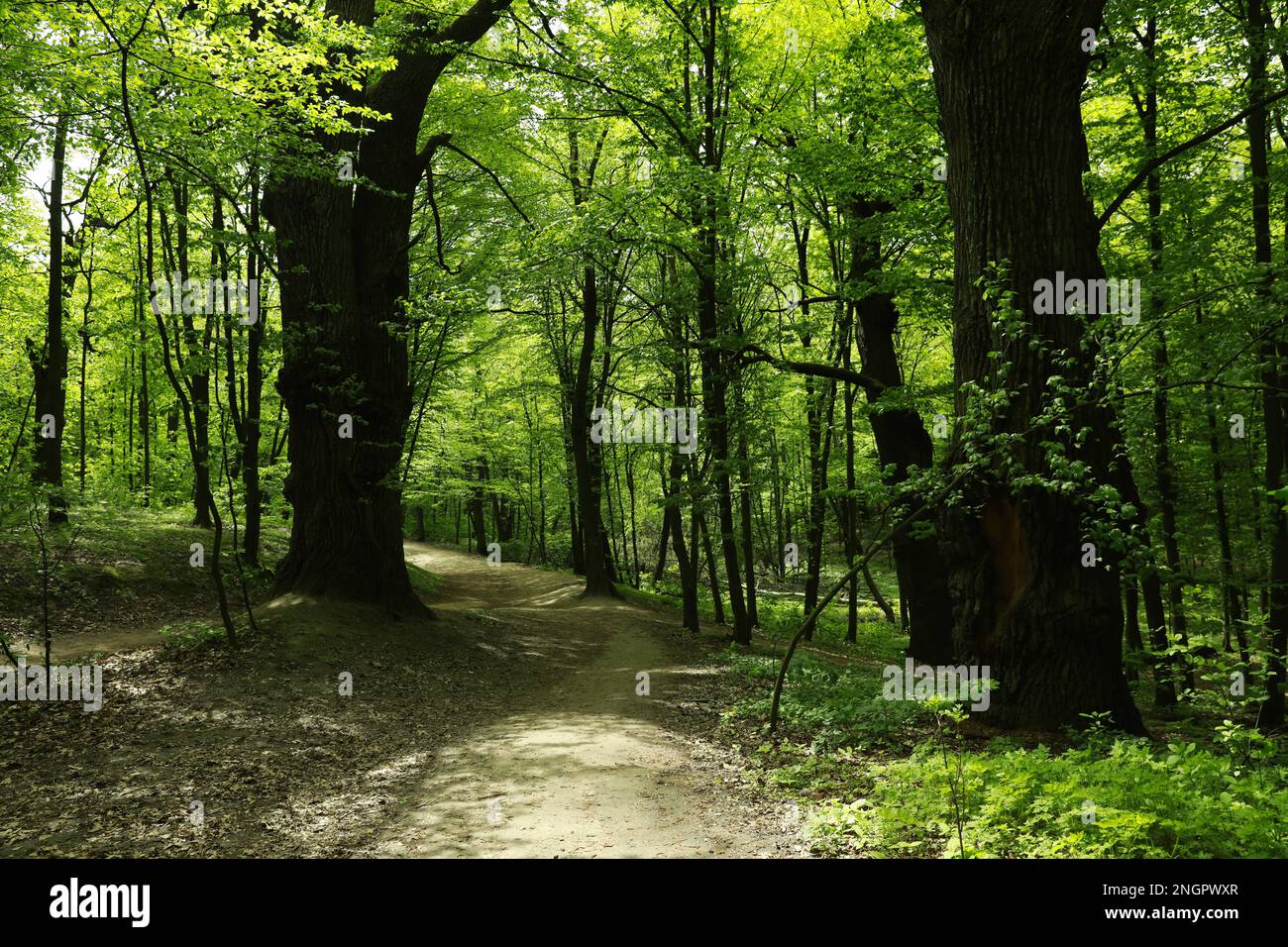 Beautiful landscape with pathway among tall trees in park Stock Photo ...