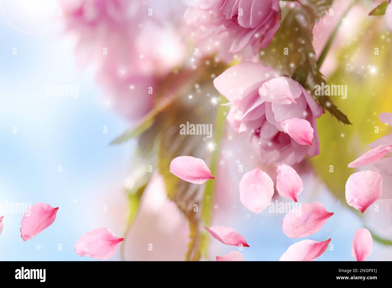 Flying pink japan sakura hi-res stock photography and images - Alamy