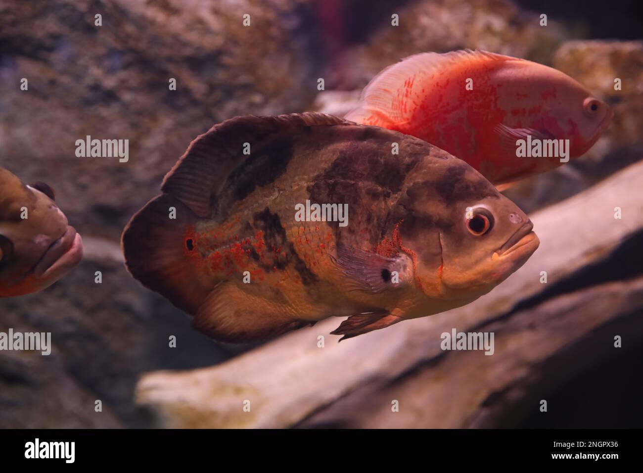 Different fishes in oceanarium hi-res stock photography and images - Alamy