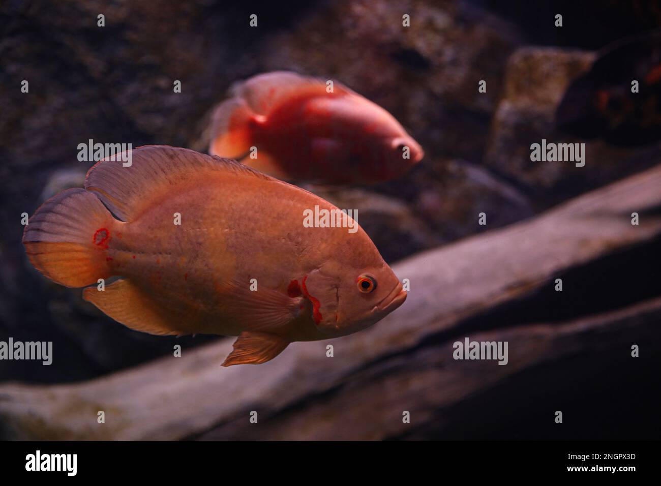 Beautiful parrot cichlid fish in clear aquarium Stock Photo - Alamy