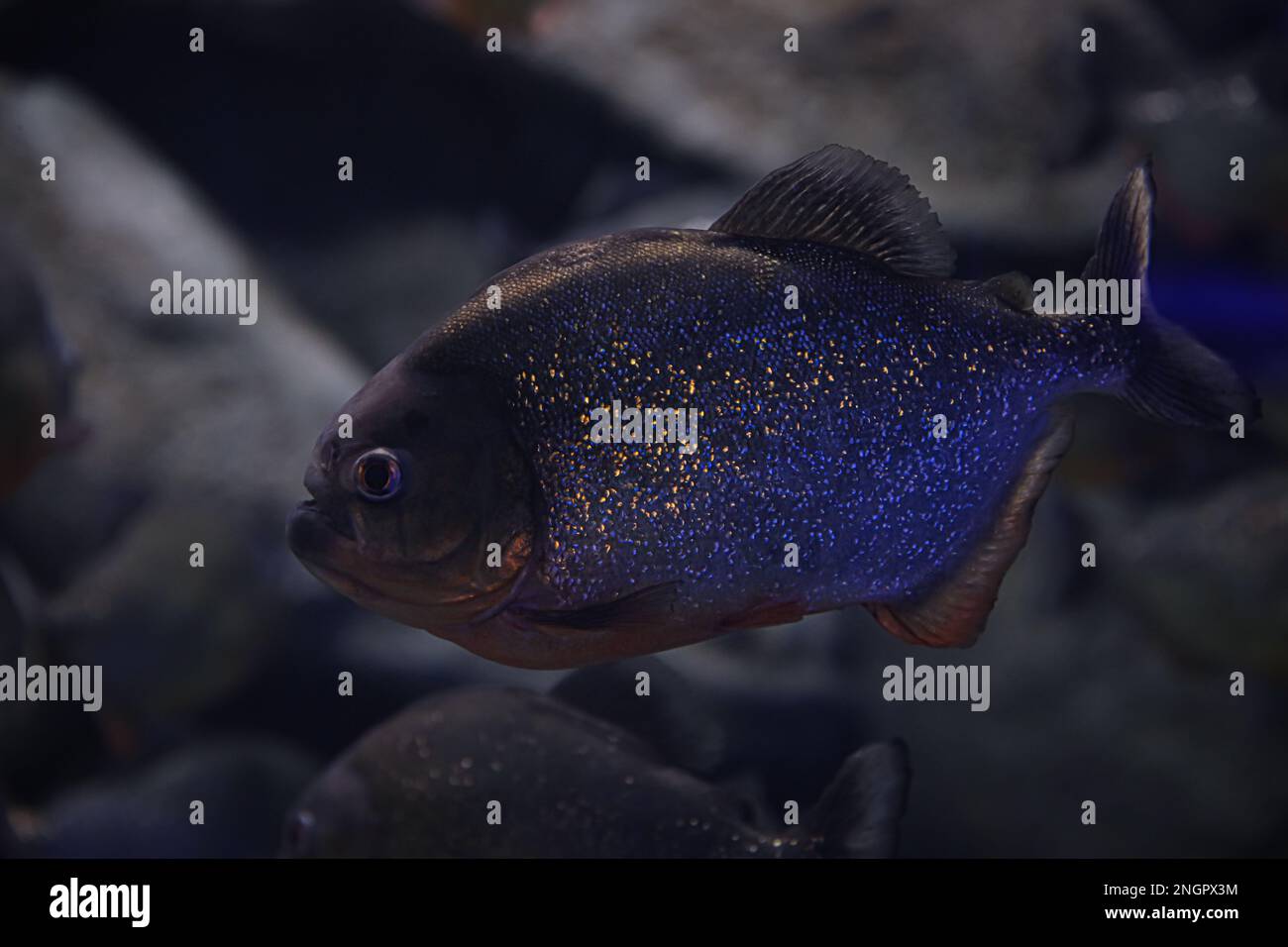 Beautiful piranha fish swimming in clear aquarium Stock Photo - Alamy