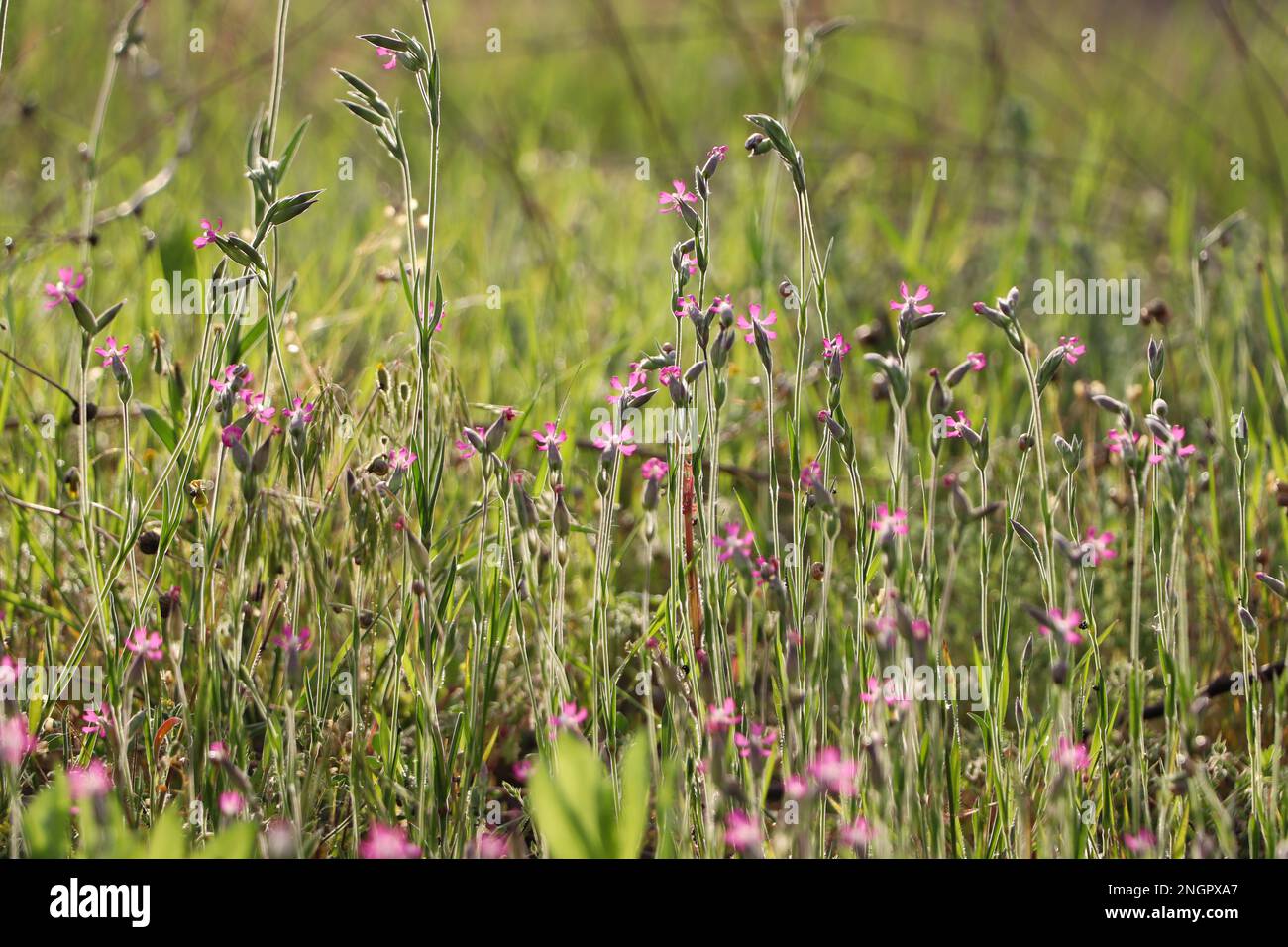 Beautiful pink wildflowers hi-res stock photography and images - Alamy