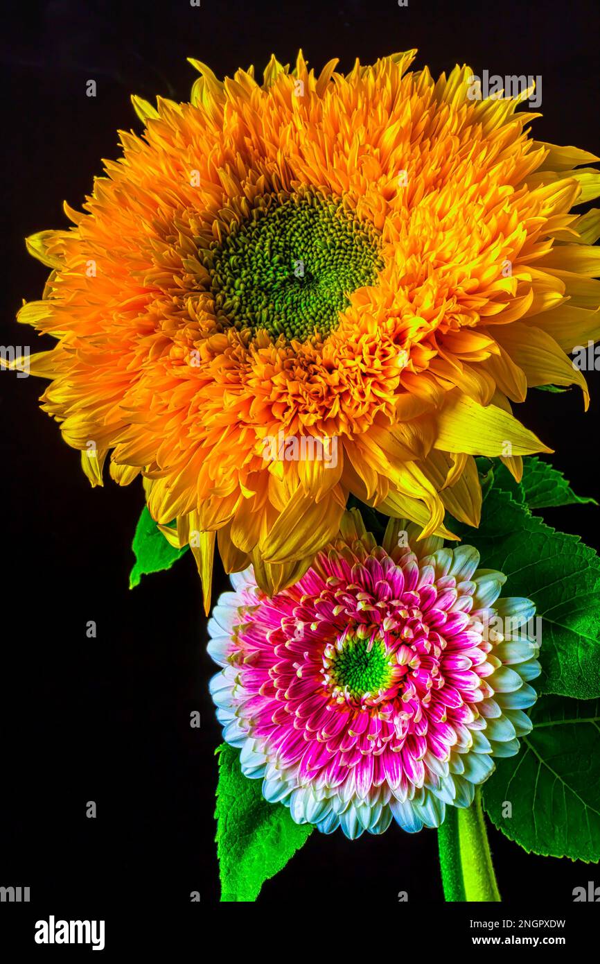 Pink Gerbera Daisy And Sunflower Stock Photo - Alamy