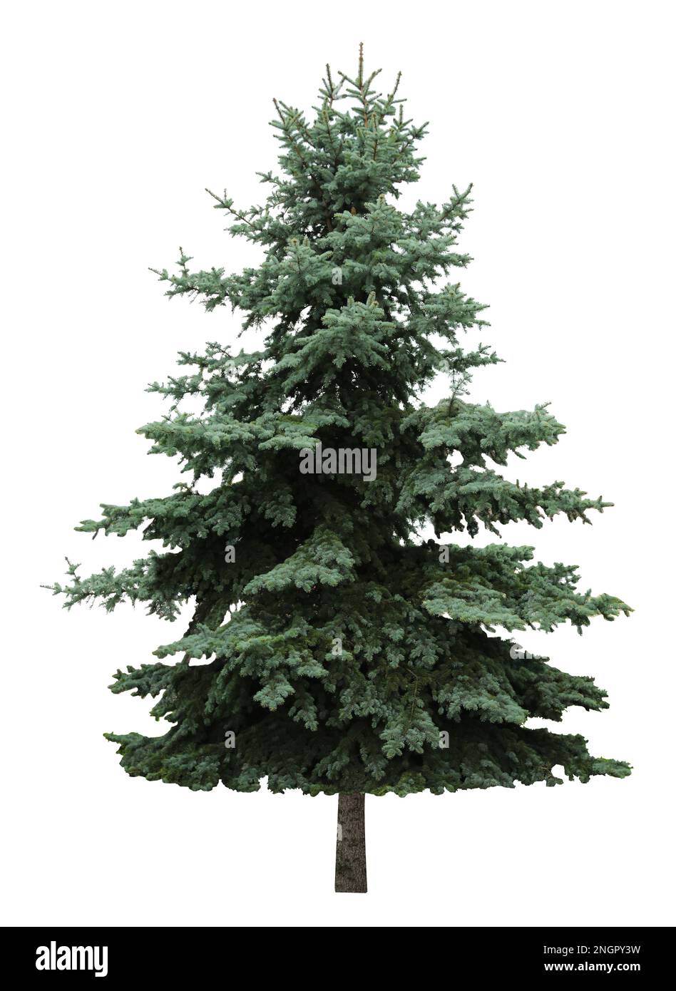 Beautiful evergreen fir tree on white background Stock Photo - Alamy