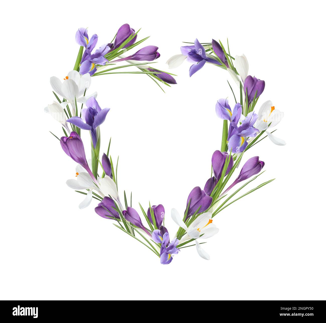 Beautiful heart shaped composition made with tender crocus flowers on ...