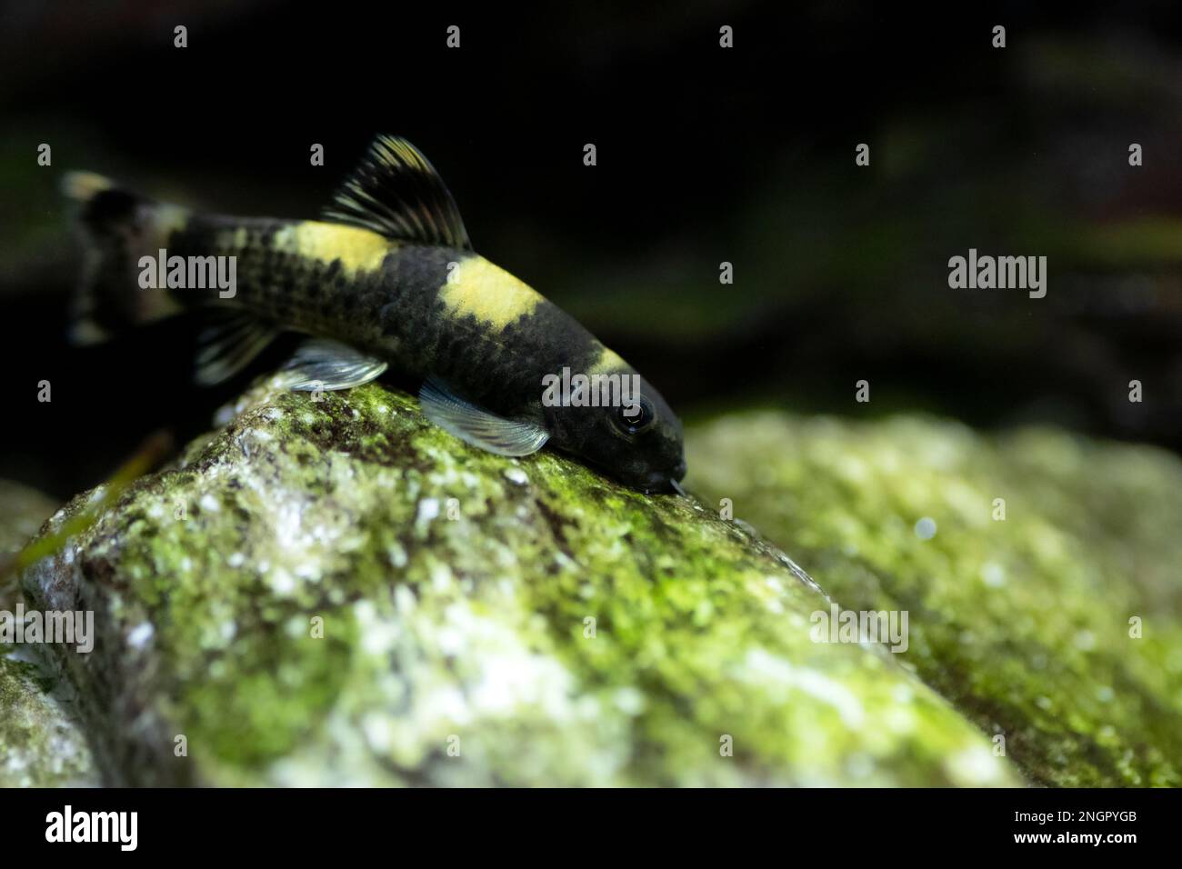 Panda garra freshwater fish - Garra flavatra Stock Photo - Alamy