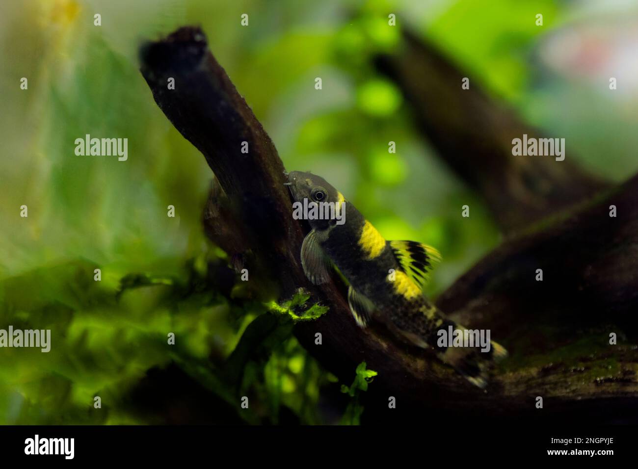 Panda garra freshwater fish - Garra flavatra Stock Photo - Alamy