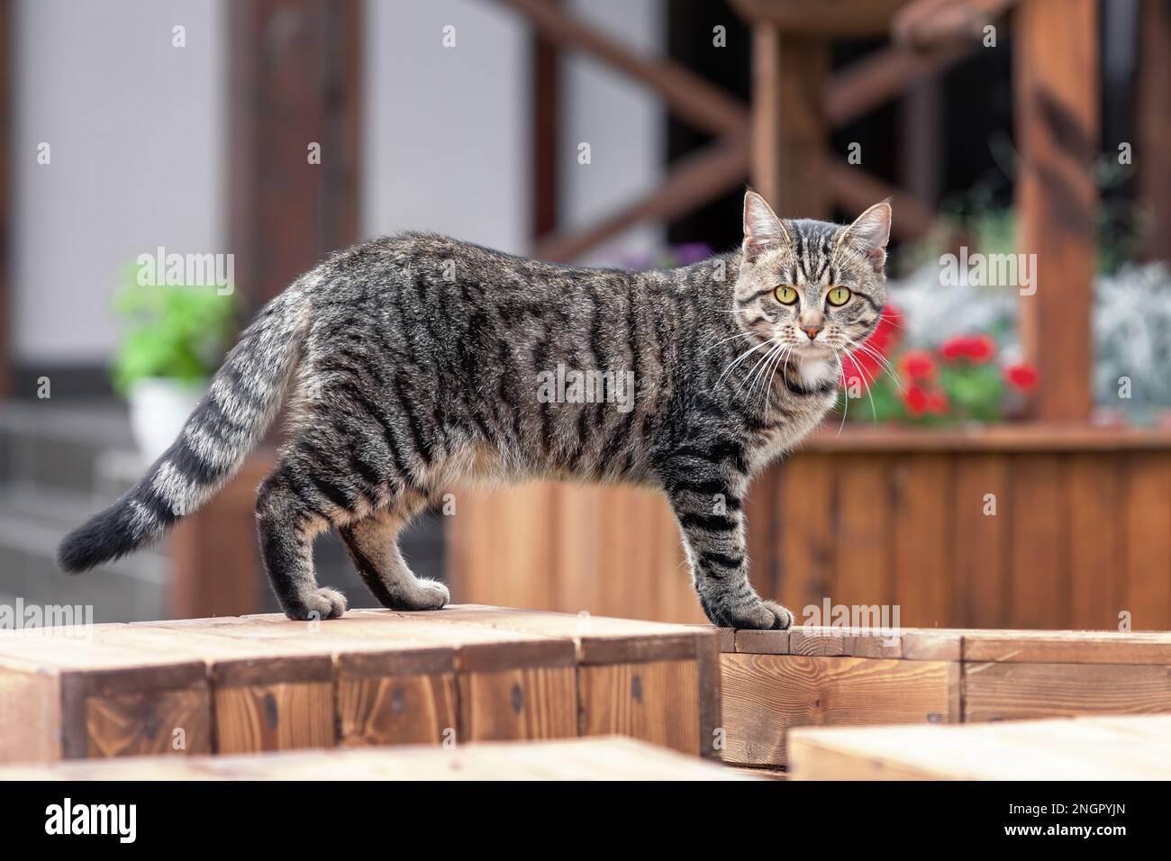 Domestic tabby cat hi-res stock photography and images - Alamy