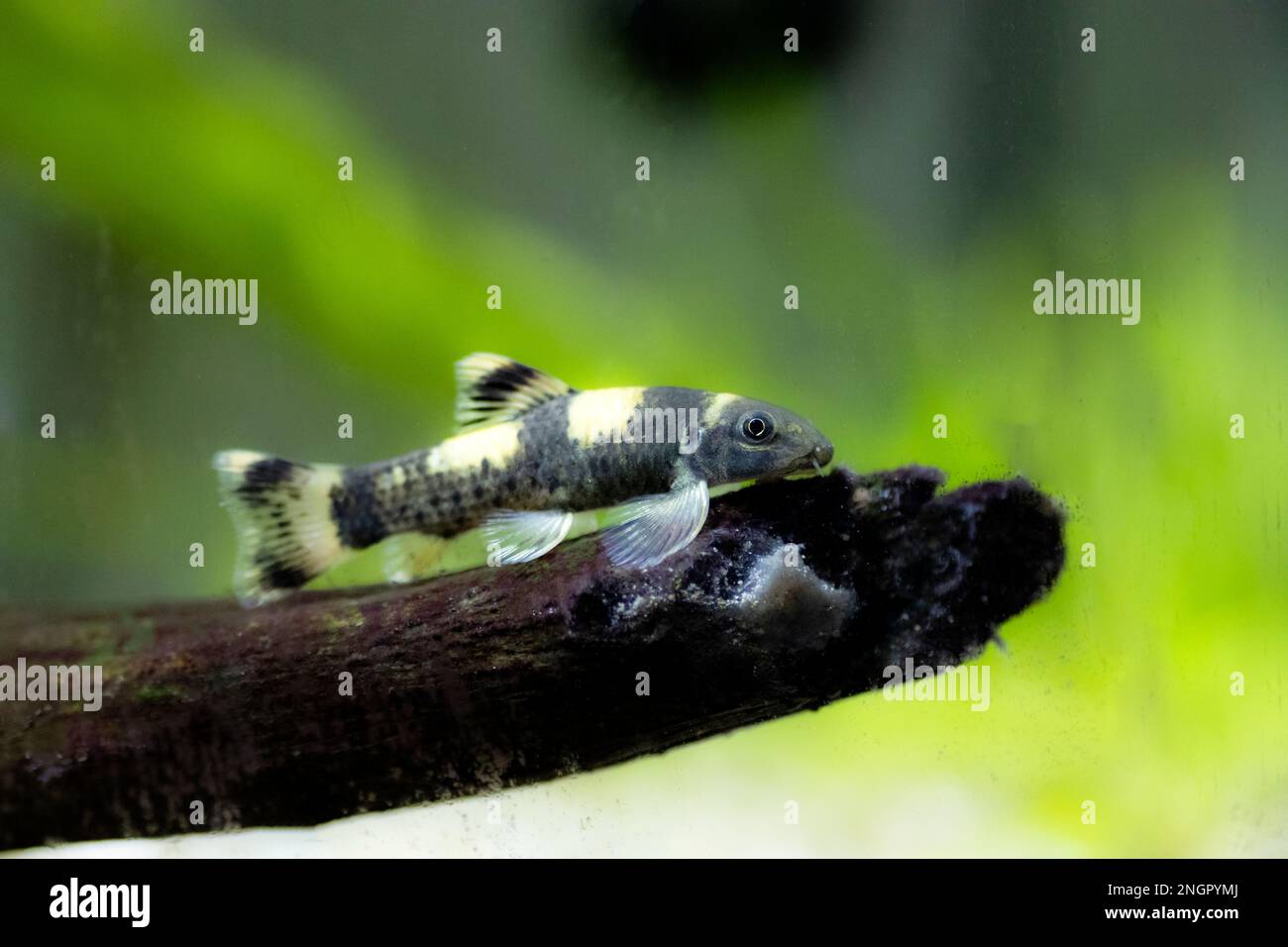 Panda garra freshwater fish - Garra flavatra Stock Photo - Alamy