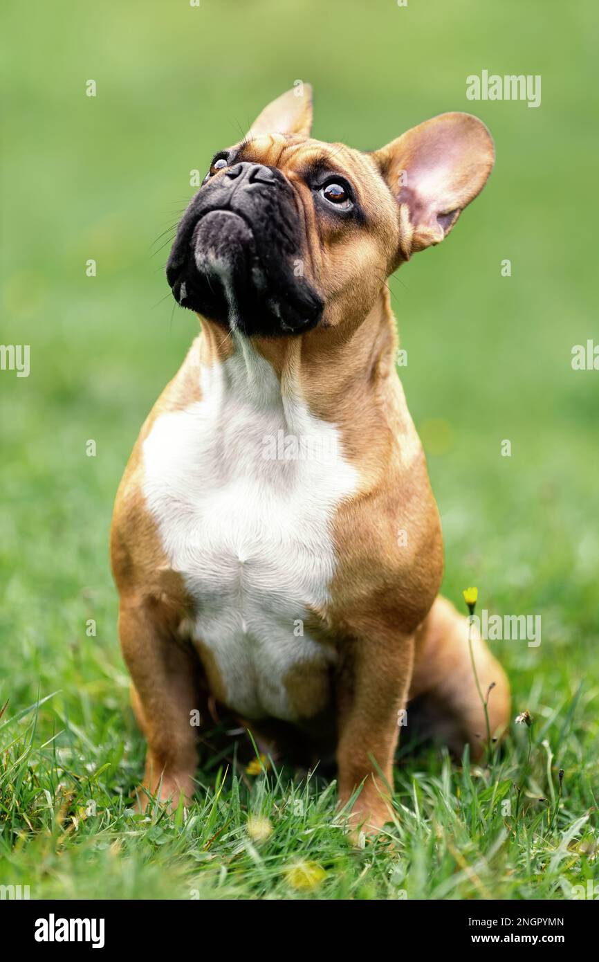 Cute french bulldog sitting on green grass. Portrait of pet dog at ...