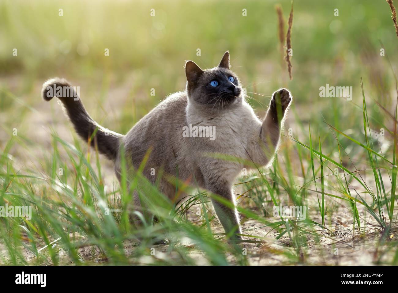 Siamese cat thailand hi-res stock photography and images - Alamy