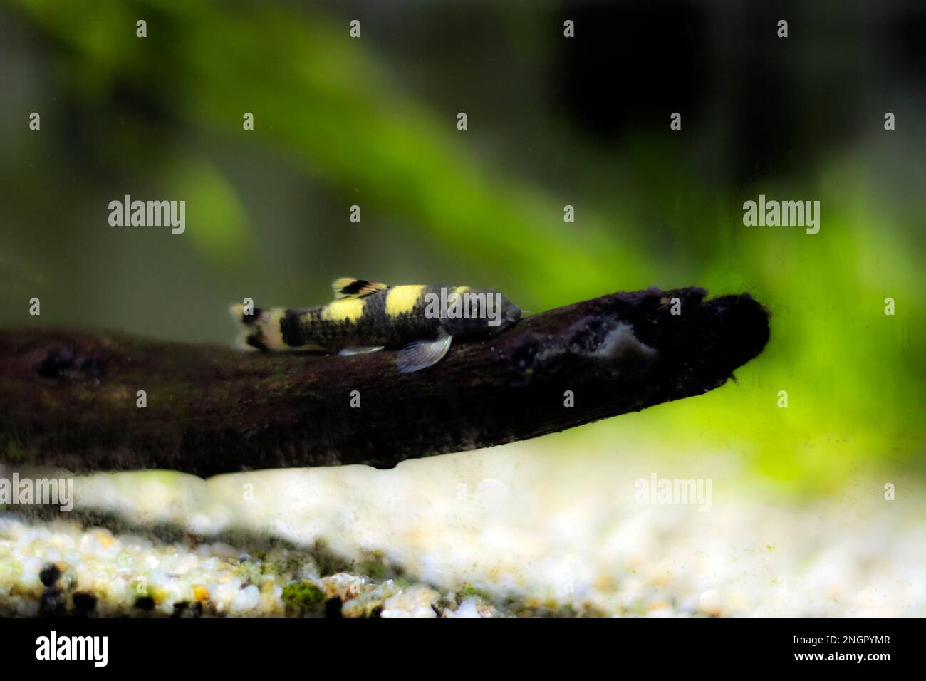 Panda garra freshwater fish - Garra flavatra Stock Photo - Alamy