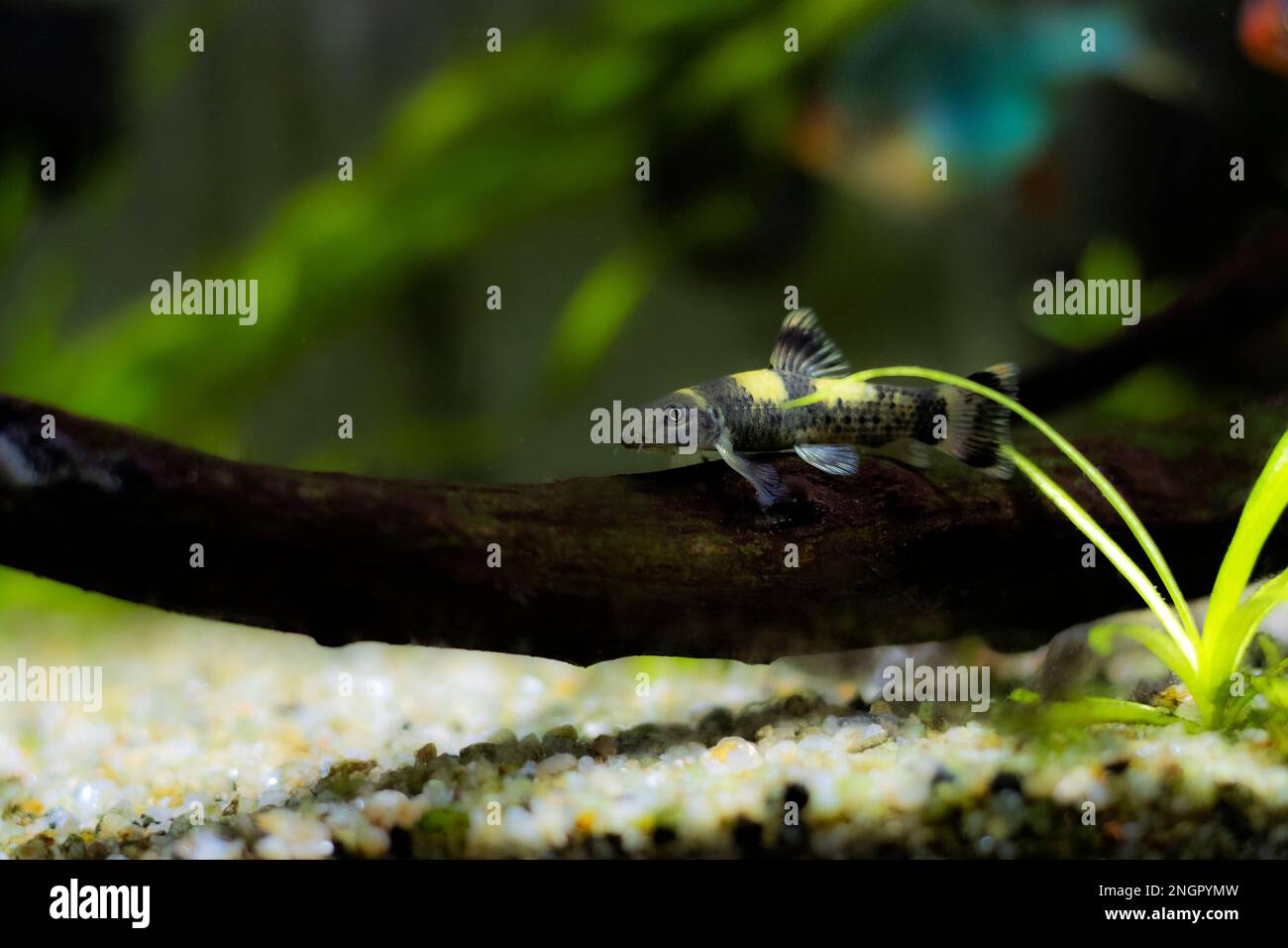 Panda garra freshwater fish - Garra flavatra Stock Photo - Alamy