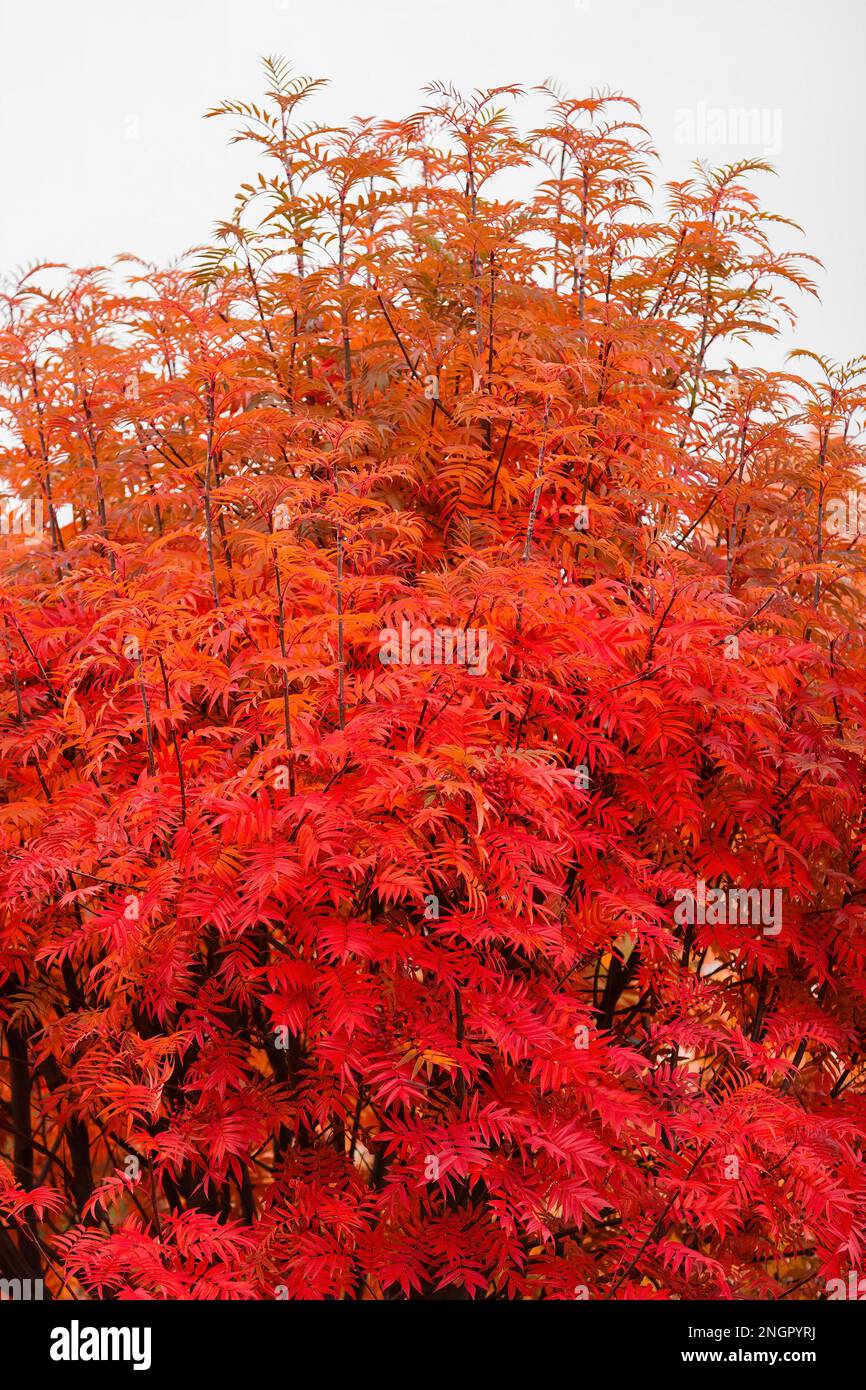 branches of rowan tree with autumnal red flame leaves Stock Photo - Alamy