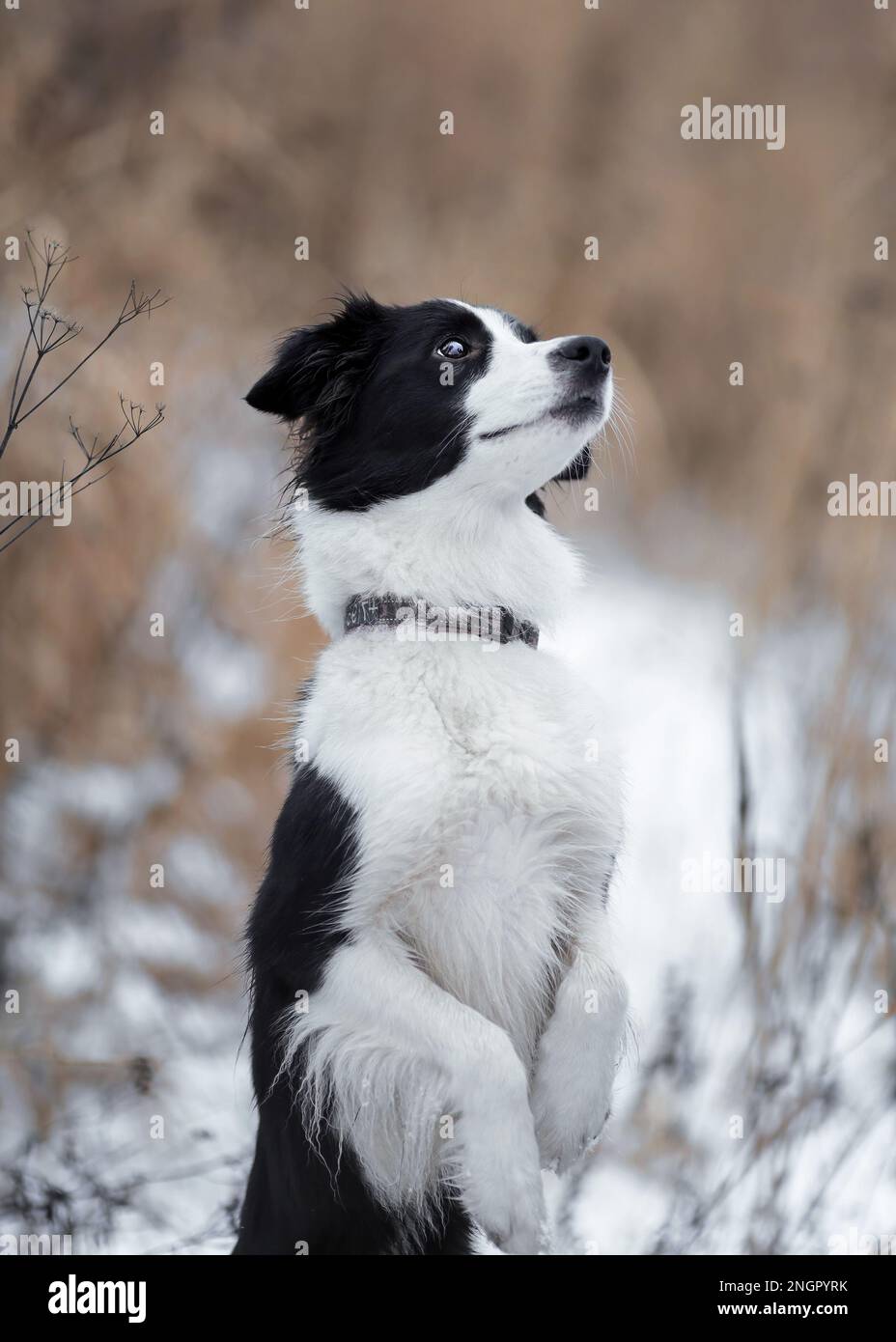 Portrait of female dog of border collie breed begging at winter nature ...