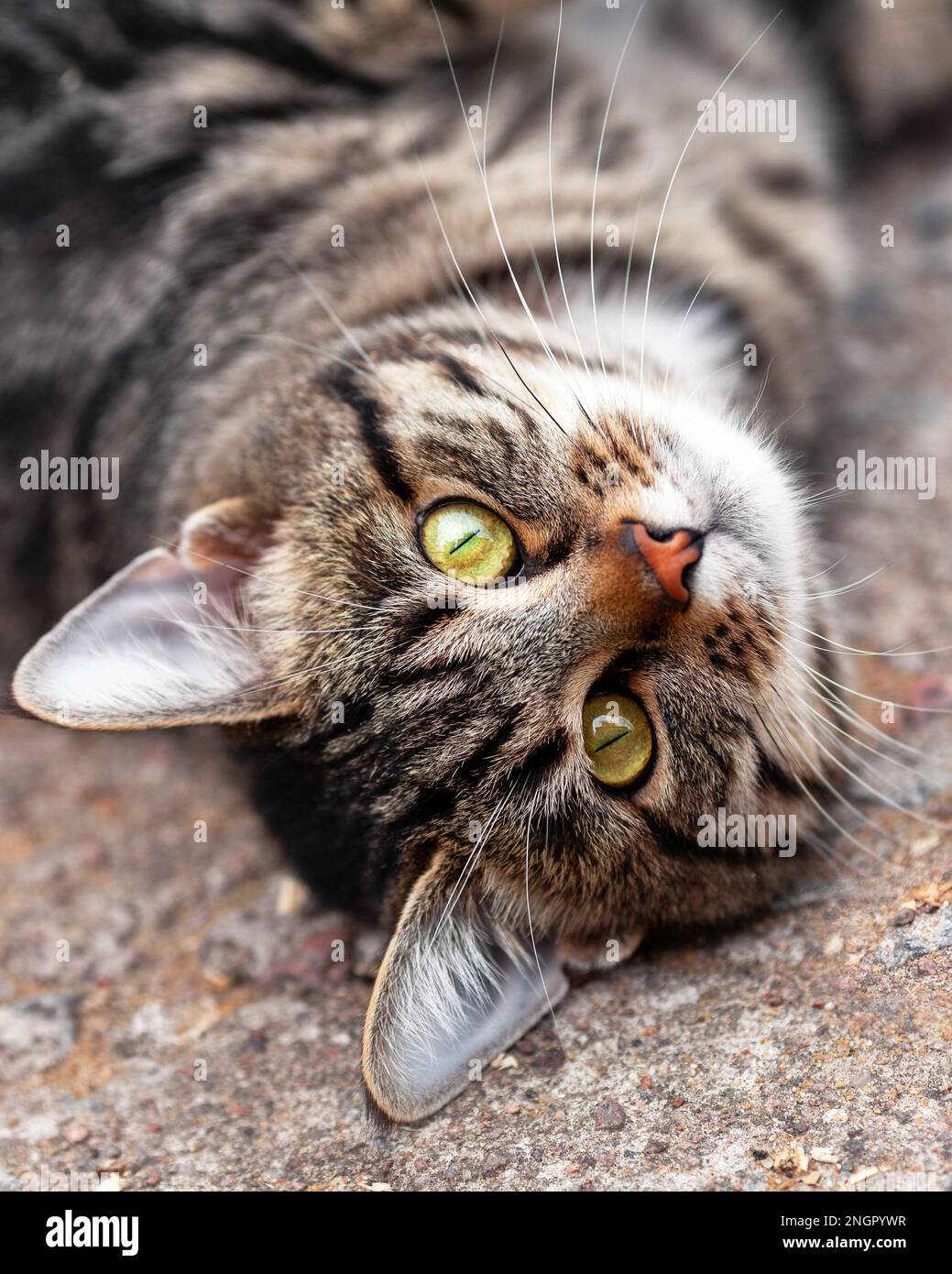 Cute domestic gray tabby cat lying on the ground and looking with big ...