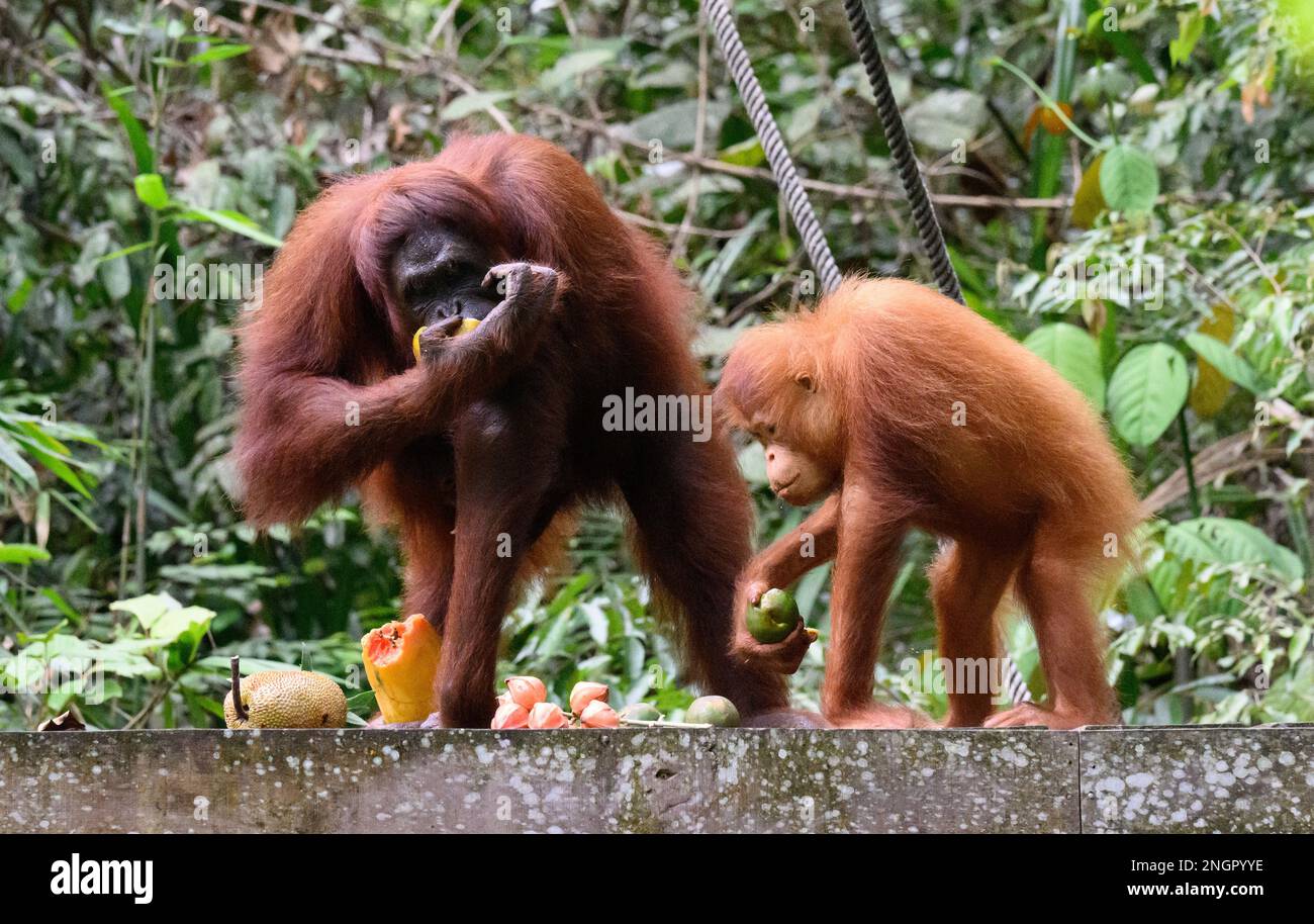 Kuching, Malaysia. 18th Feb, 2023. Orangutans stand at a feeding ...