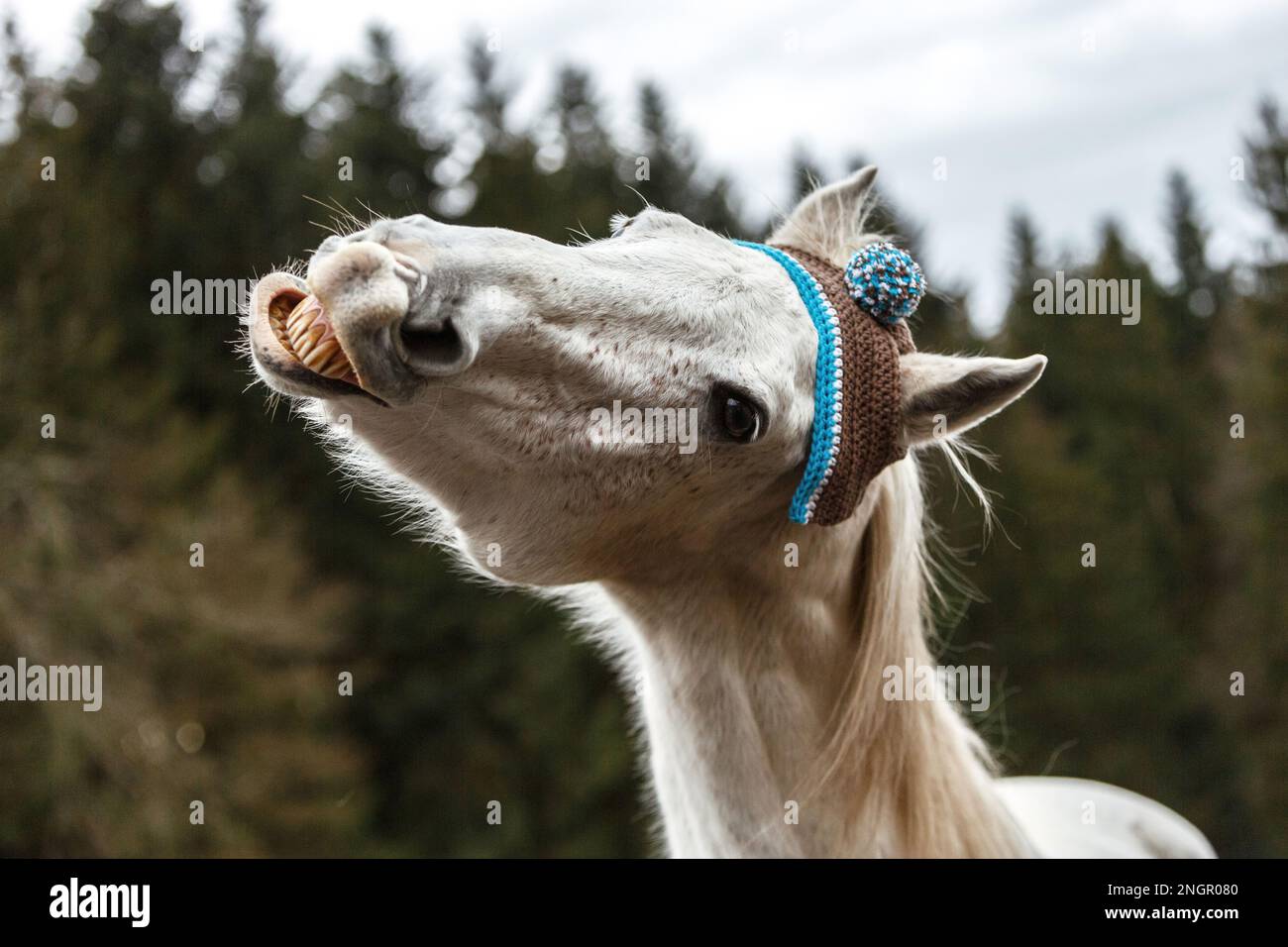 Funny head portrait of a white arabian horse gelding wearing a woolly ...