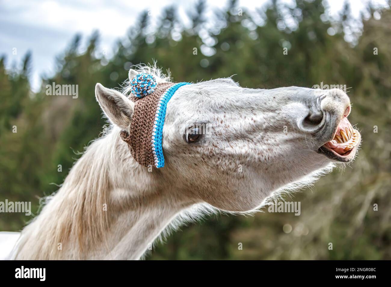 Funny head portrait of a white arabian horse gelding wearing a woolly ...
