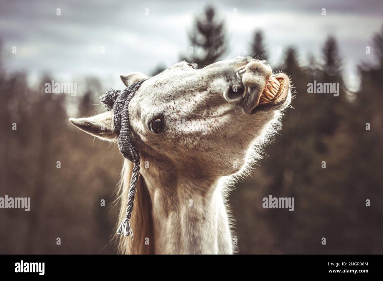 Funny head portrait of a white arabian horse gelding wearing a woolly ...