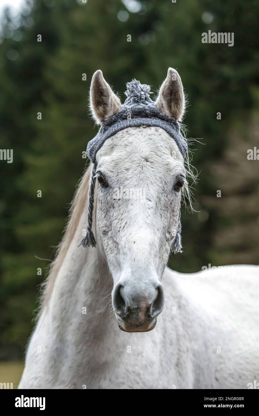 Trick horse hi-res stock photography and images - Alamy