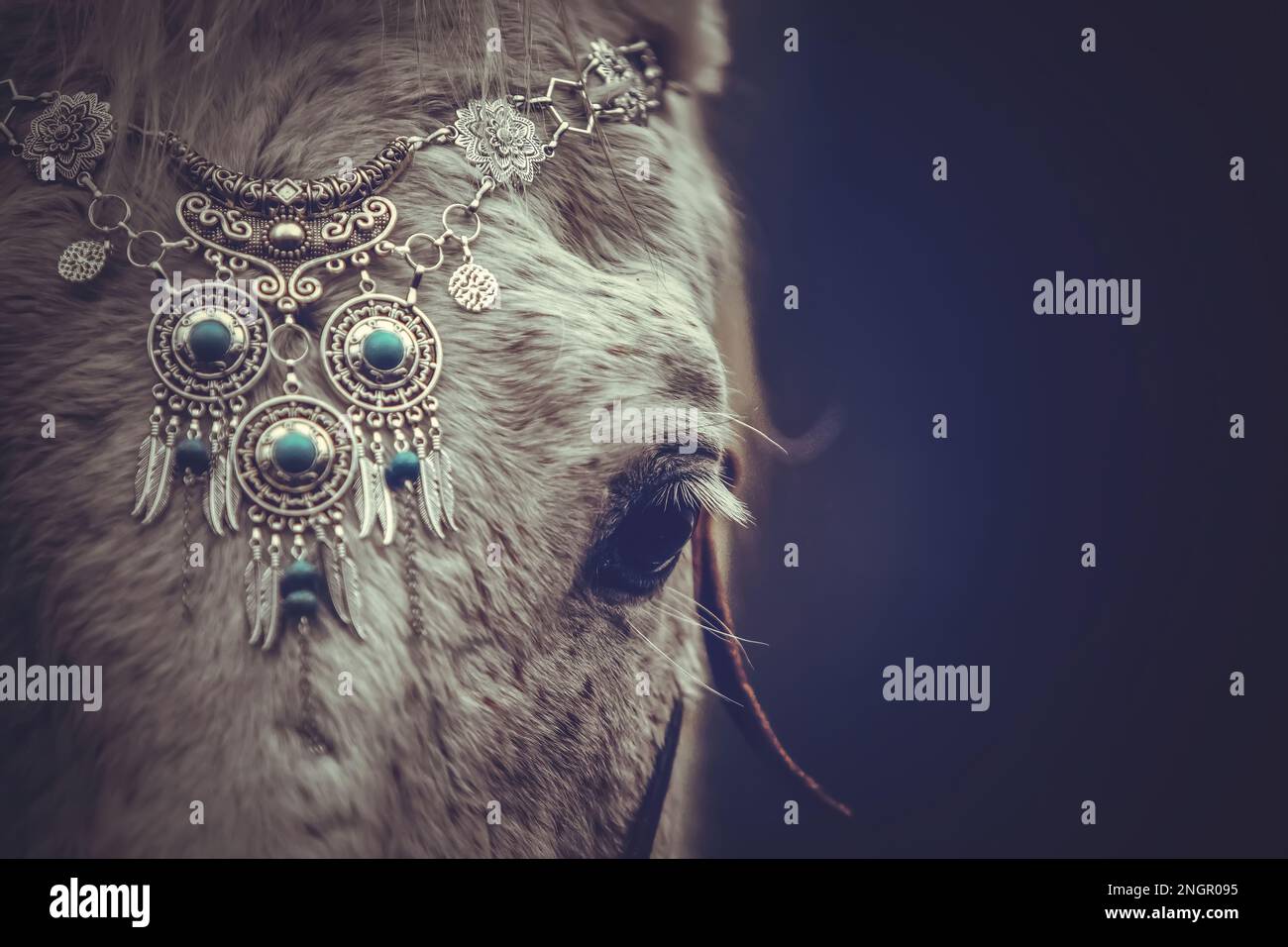 Arabian horse face hi-res stock photography and images - Alamy