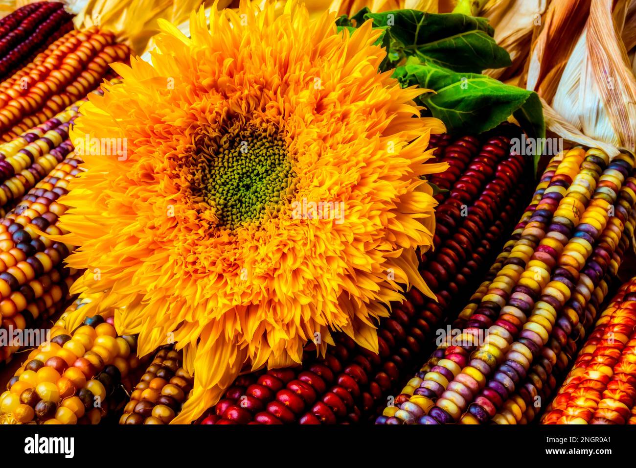 Large Sunflower On Indian Corn Stock Photo - Alamy