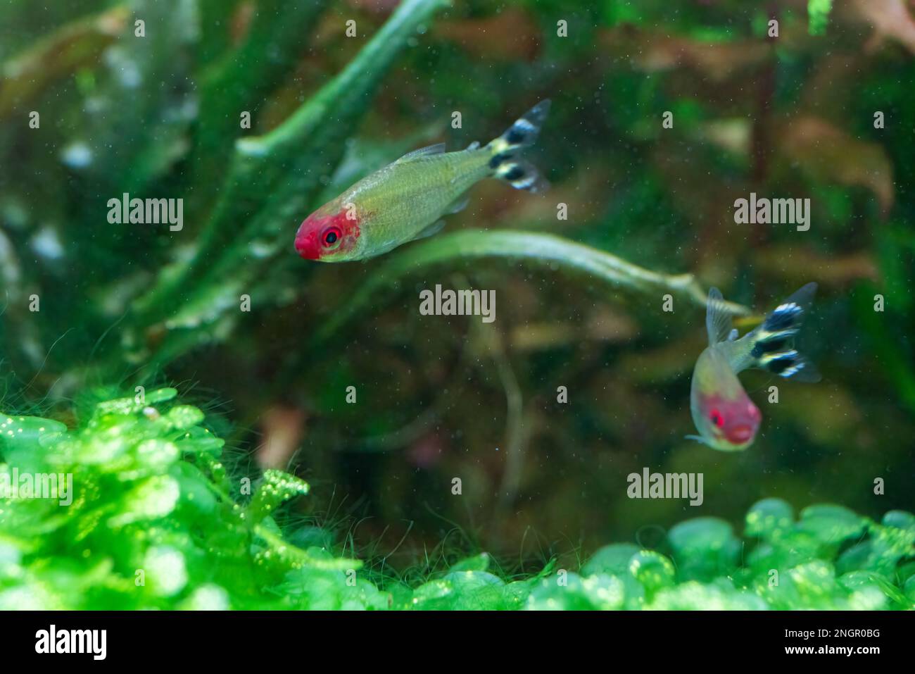 Rummy-nose tetra (Hemigrammus rhodostomus Stock Photo - Alamy