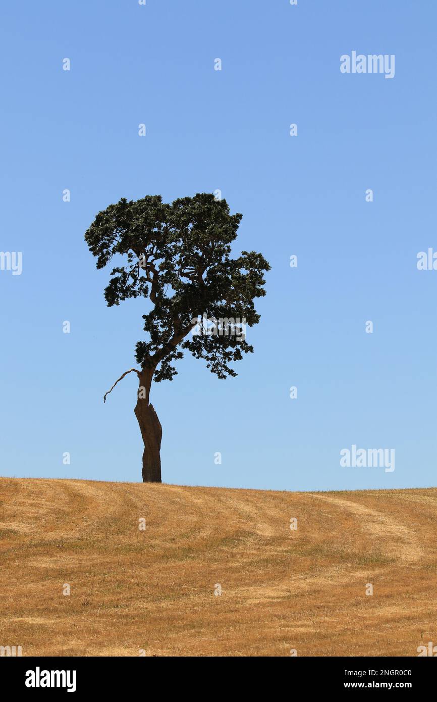 A tree (Garry Oak, I think), standing alone on the horizon of dry grass ...
