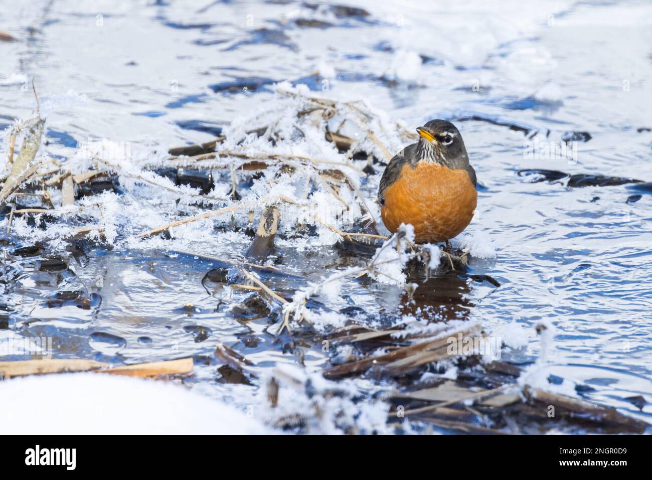 American robin (Turdus migratorius) drinking water in winter Stock ...
