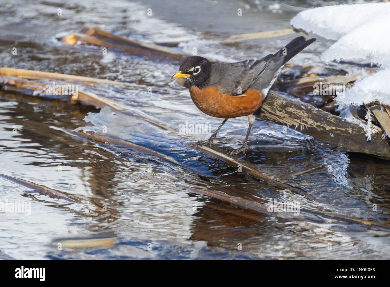 American robin (Turdus migratorius) drinking water in winter Stock ...